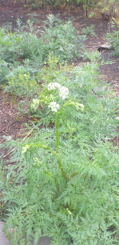 Observations by urgamal · iNaturalist