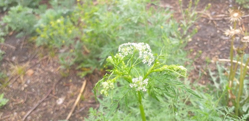 Observations by urgamal · iNaturalist