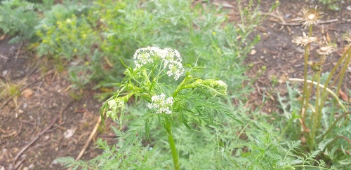 Observations by urgamal · iNaturalist