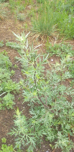 Observations by urgamal · iNaturalist