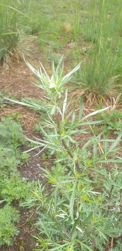 Observations by urgamal · iNaturalist