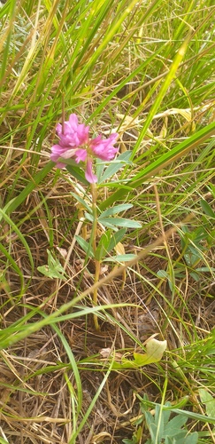 Observations by urgamal · iNaturalist