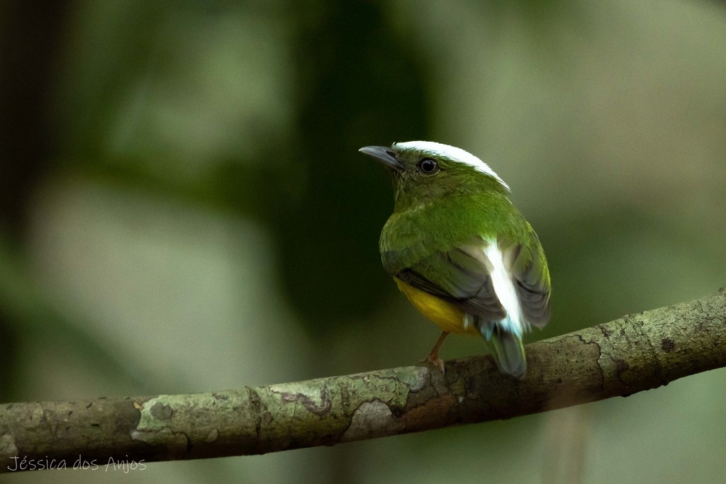 Snow-capped Manakin from Margem direita do Rio Cristalino, s/n, Alta ...