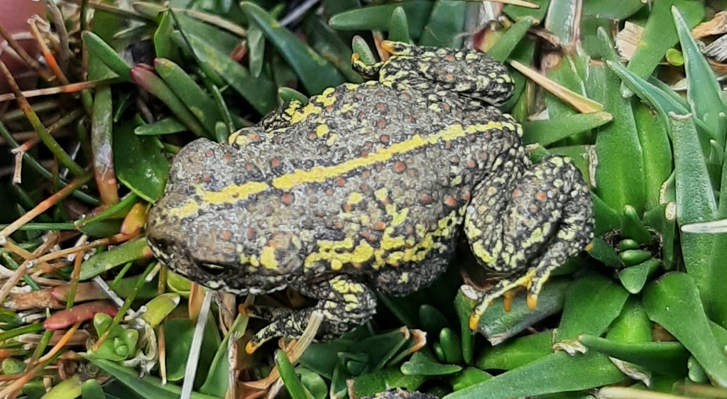 Warty Toad from 12730, Perú on November 7, 2021 at 10:57 AM by Juan ...