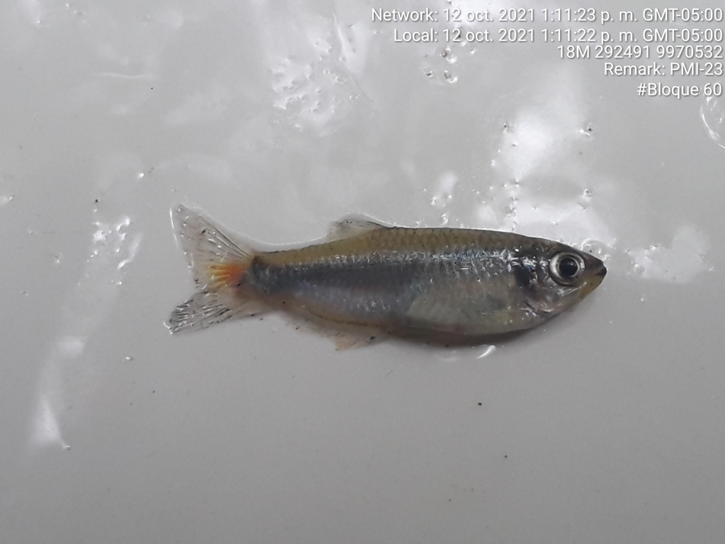 Tyttocharax cochui from San Sebastian del Coca, Ecuador on October 8 ...