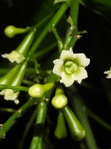 Siolmatra brasiliensis · iNaturalist