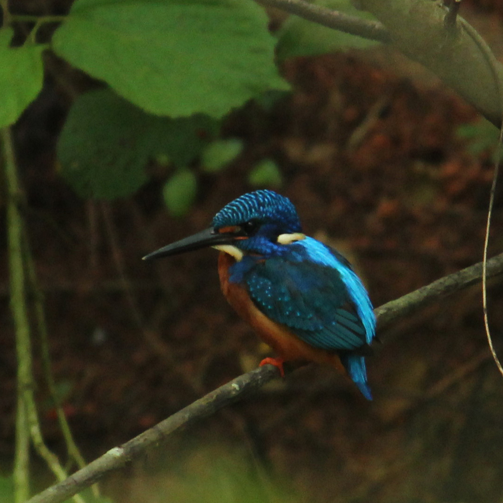 Blue-eared Kingfisher from Edavetty Forest, Thodupuzha, Kerala, India ...