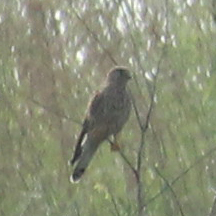 Eurasian Kestrel from Elappally, Kerala, India on November 07, 2021 at ...