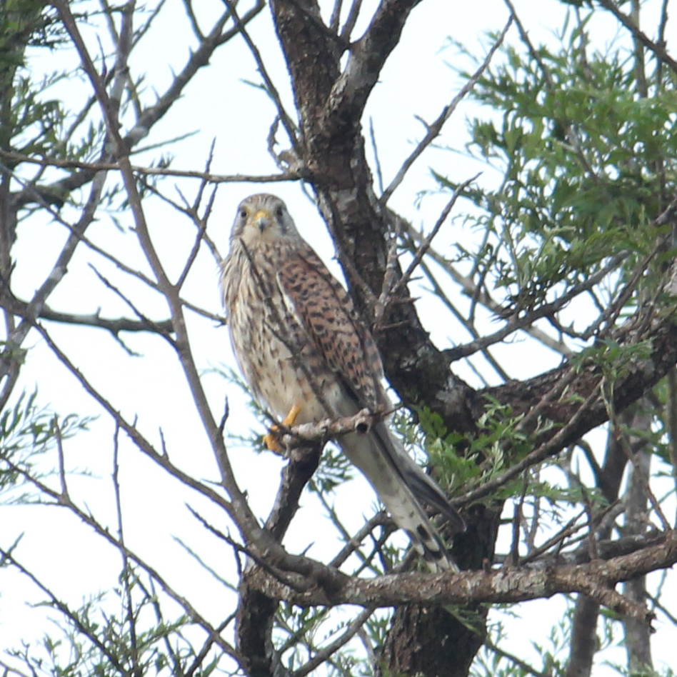 Eurasian Kestrel from Idukki, Kerala, India on November 7, 2021 at 04: ...