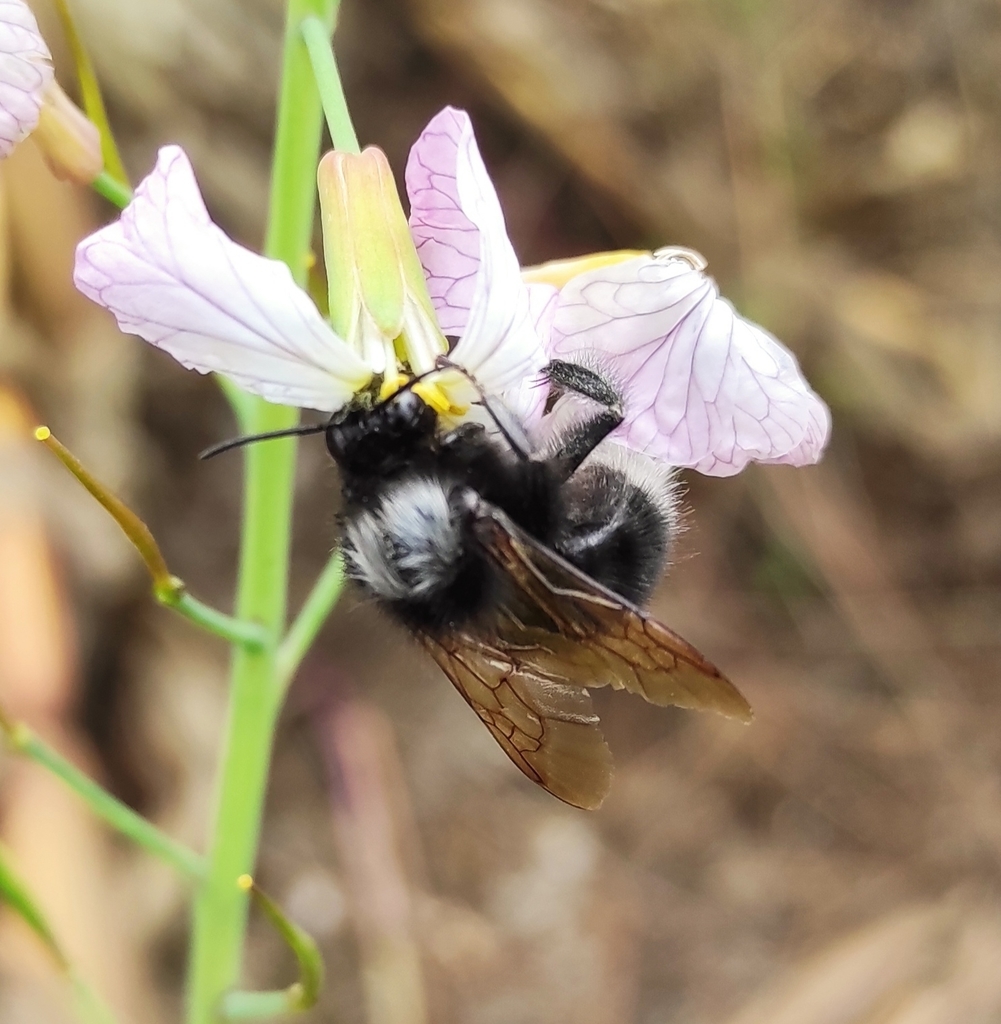 Gray-backed Bumble Bee from Guaitacama (Guaytacama), Ecuador on ...