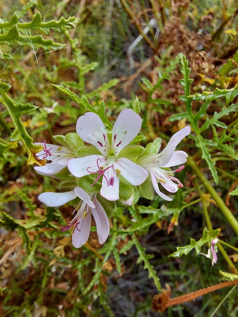 Toothy Storksbill in November 2021 by Fredy Mohorich. Sticky leaves ...