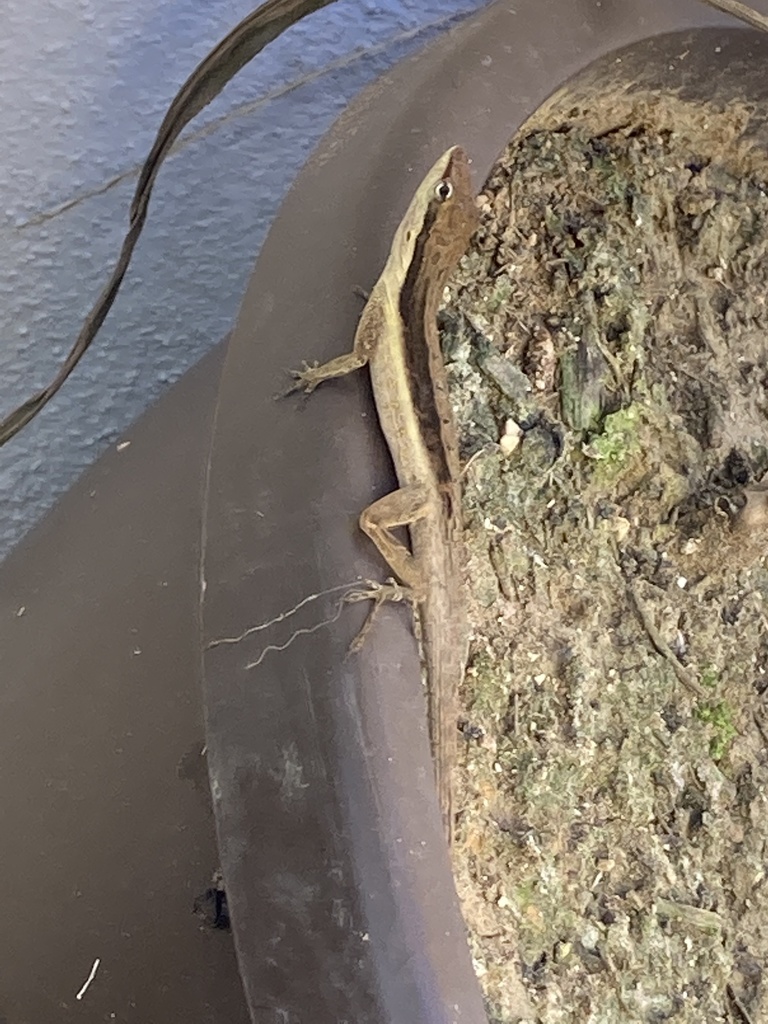 Puerto Rican Anole from Puerto Rico, Morovis, PR, US on November 7 ...