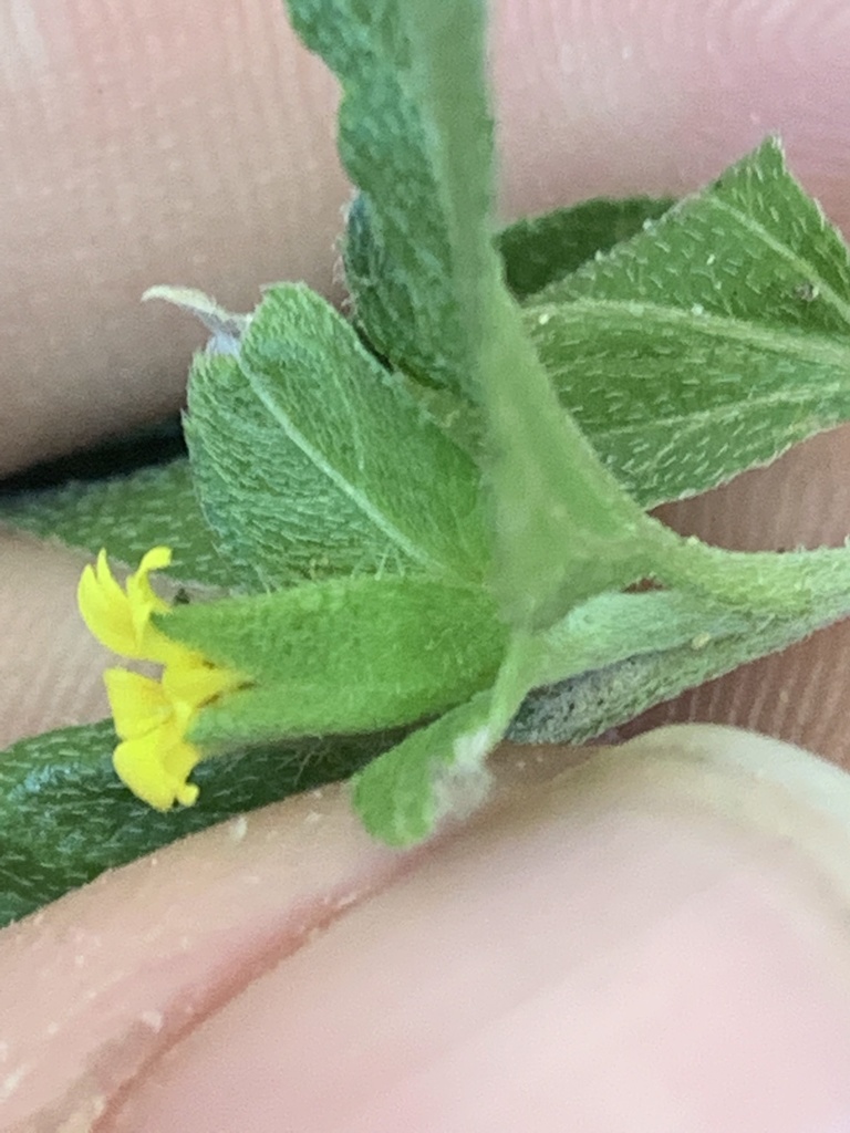 straggler daisy from Elmer W. Oliver Nature Park, Mansfield, TX, US on ...