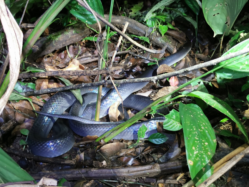 Common Mussurana from Provinz Alajuela, Costa Rica on October 13, 2021 ...
