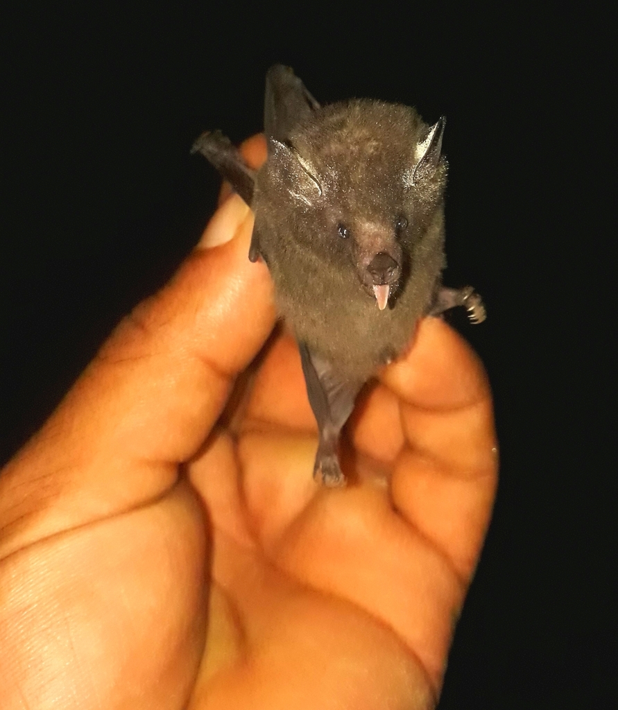 Pallas's Long-tongued Bat from Dagua, Valle del Cauca, Colombia on ...