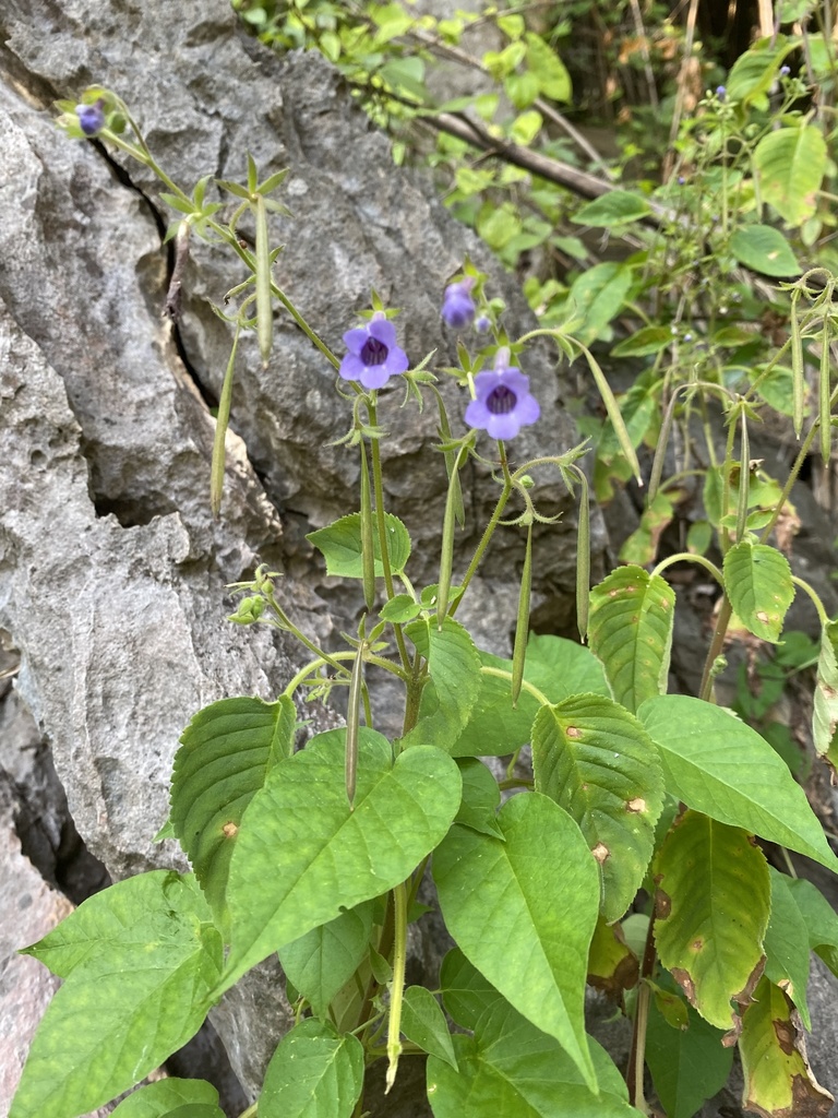 Tribounia grandiflora from Thanon Sangchuto, Sai Yok, Kanchanaburi, TH ...
