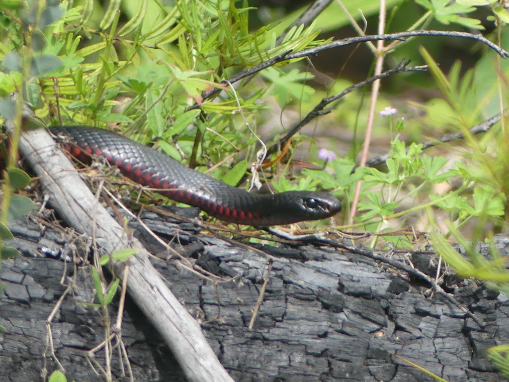Red-bellied Black Snake from Rocky Hall NSW 2550, Australia on November ...