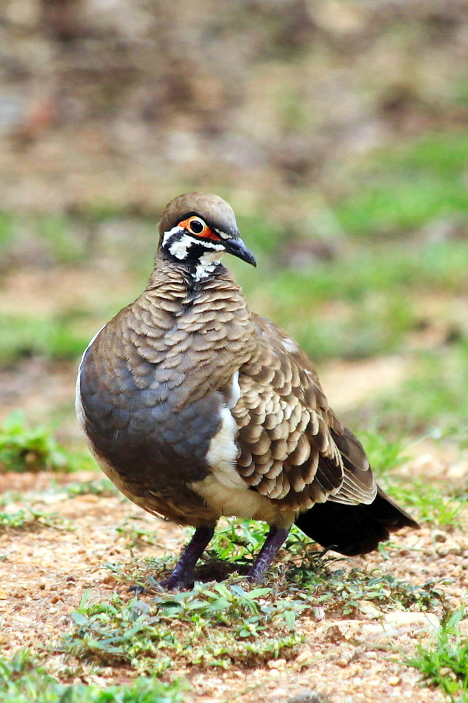Squatter Pigeon (Geophaps scripta) - Avian Discovery