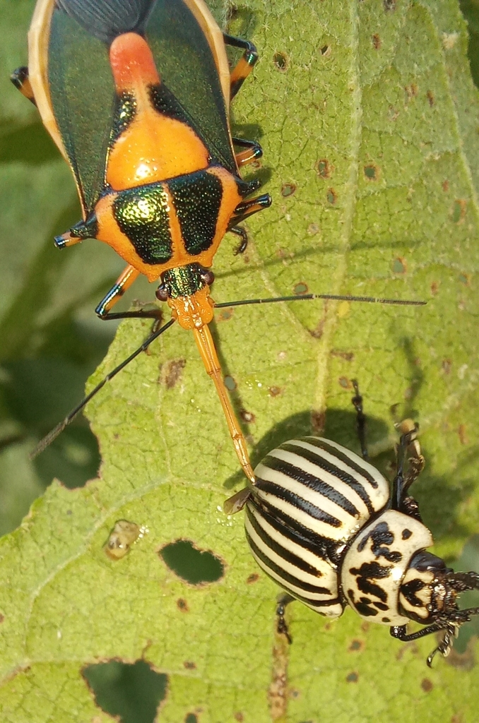 Florida Predatory Stink Bug from 48816 Jal., México on September 12 ...