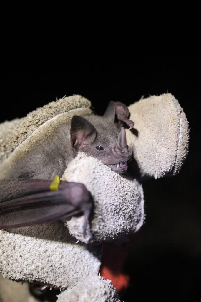 Jamaican Fruit-eating Bat from Izamal, YUC, MX on November 2, 2021 at ...