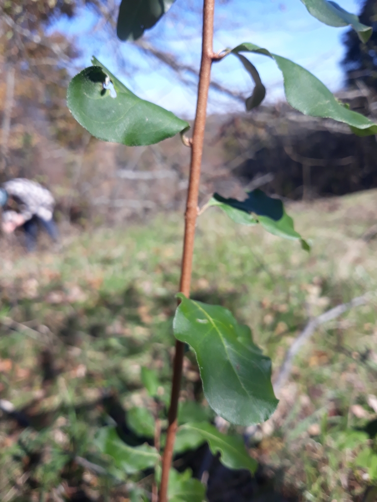 autumn olive from Canaan Township, OH, USA on November 04, 2021 at 02: ...