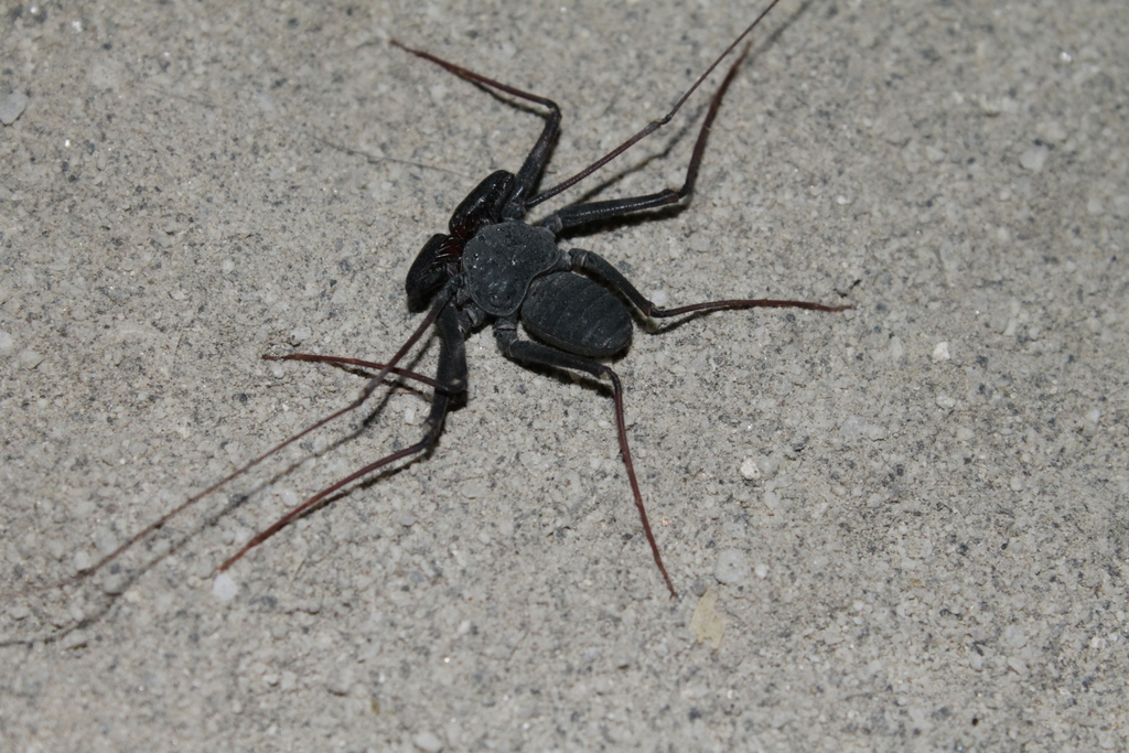 Tendarapo de Arizona desde Cerro El Bachoco, 83320 Son., México el 07 ...