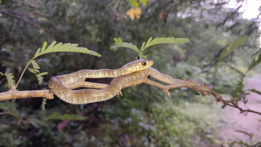 Oriental Rat Snake from Chennai on November 03, 2021 at 05:26 PM by ...