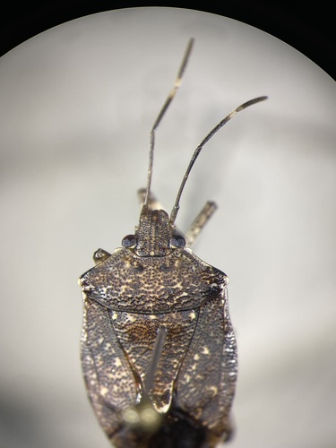 Oncocoris modestus · iNaturalist