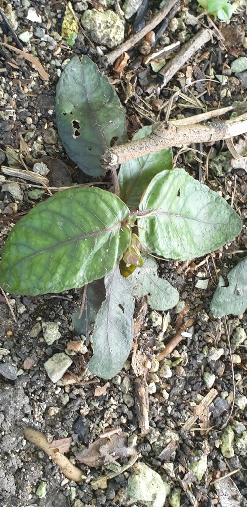 Red Flame from Ngeaur Island, Angaur, Palau on October 30, 2021 at 02: ...