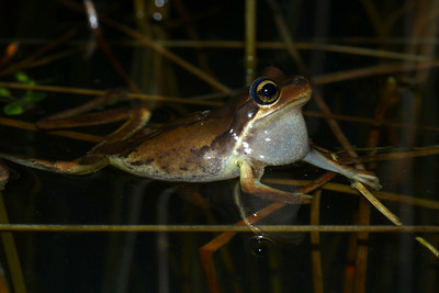 Brown Tree Frog from Oreti Dunes Totara Forest, Otatara 9879, New ...