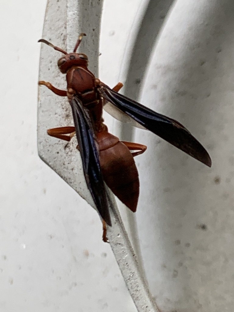 fuscatus-group Paper Wasps from S Blue Rdg Pkwy, Cedar Park, TX, US on ...