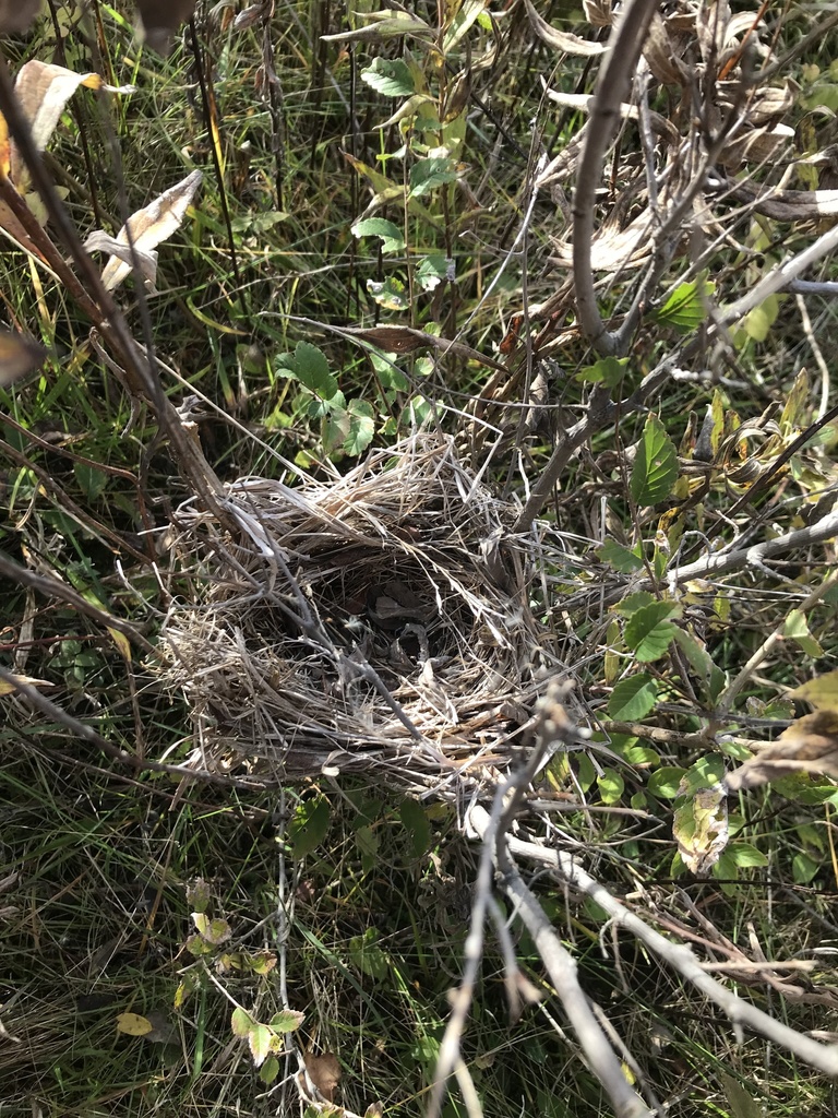 Birds from Scott County, US-IA, US on November 01, 2021 at 09:41 AM by ...