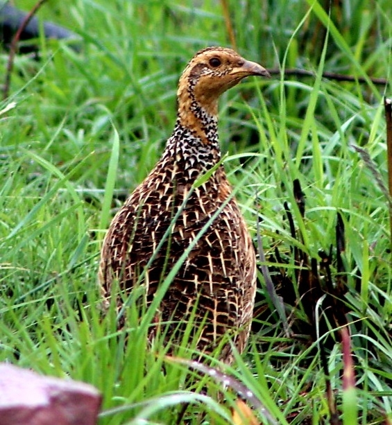 Red-winged Francolin (Scleroptila levaillantii) - Avian Discovery