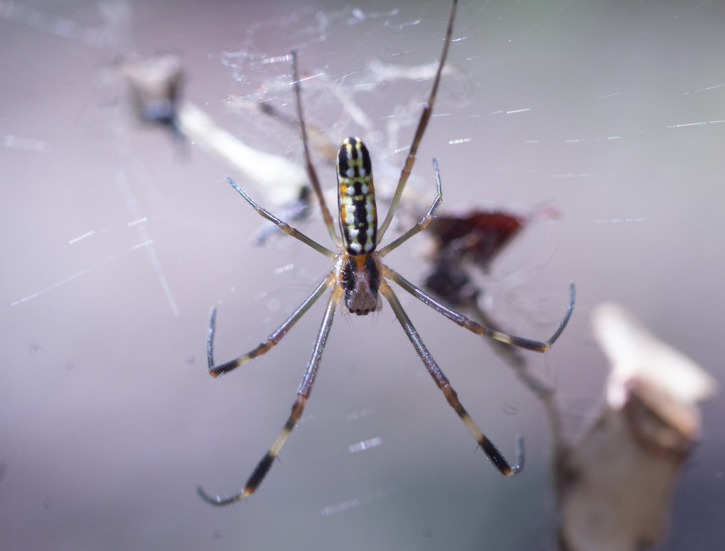 Golden Silk Spider from Padre Abad, Perú on September 9, 2021 at 12:44 ...