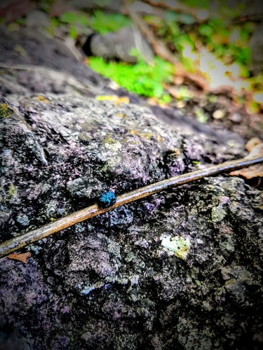 (Chlamisus episcopalis)