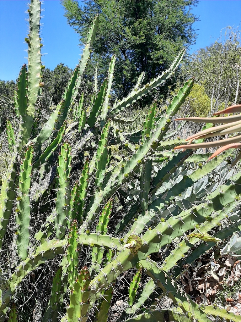 Giant Red Dragon Apple Cactus from De Rust, 6650, South Africa on ...