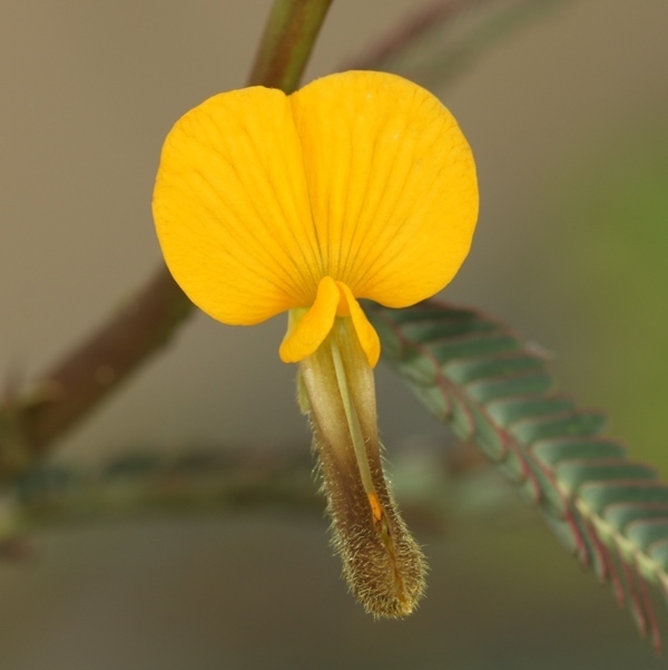 Aeschynomene aspera from Sengamuwa Tank, Sri Lanka on November 8, 2021 ...