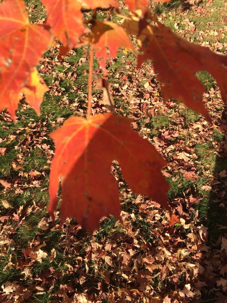 sugar maple from Long Island, New York, NY, US on November 08, 2021 at ...