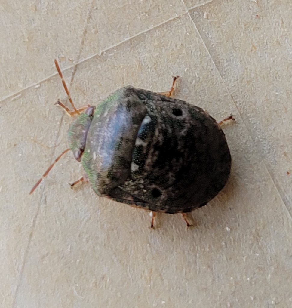 Diolcus chrysorrhoeus from New Ulm, TX 78950, USA on November 08, 2021 ...