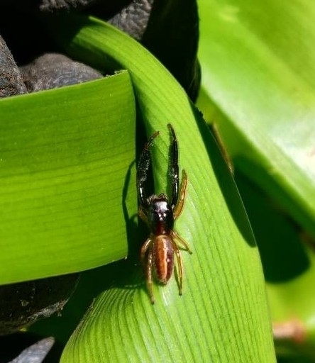 Black-headed Jumping Spider from Khandallah, Wellington 6035, New ...