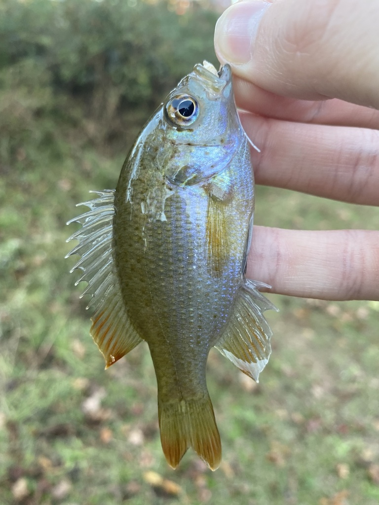 Redspotted Sunfish from Starr's Mill Park, Fayetteville, GA, US on ...
