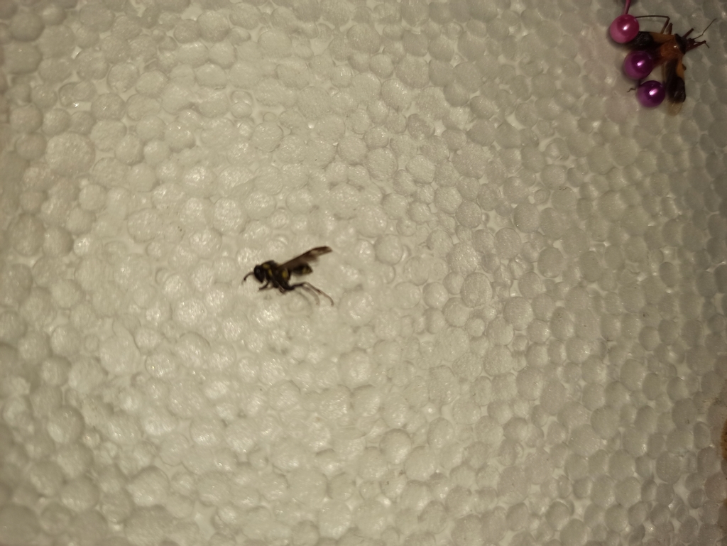 Ants, Bees, and Stinging Wasps from Penonomé, Panamá on November 8 ...