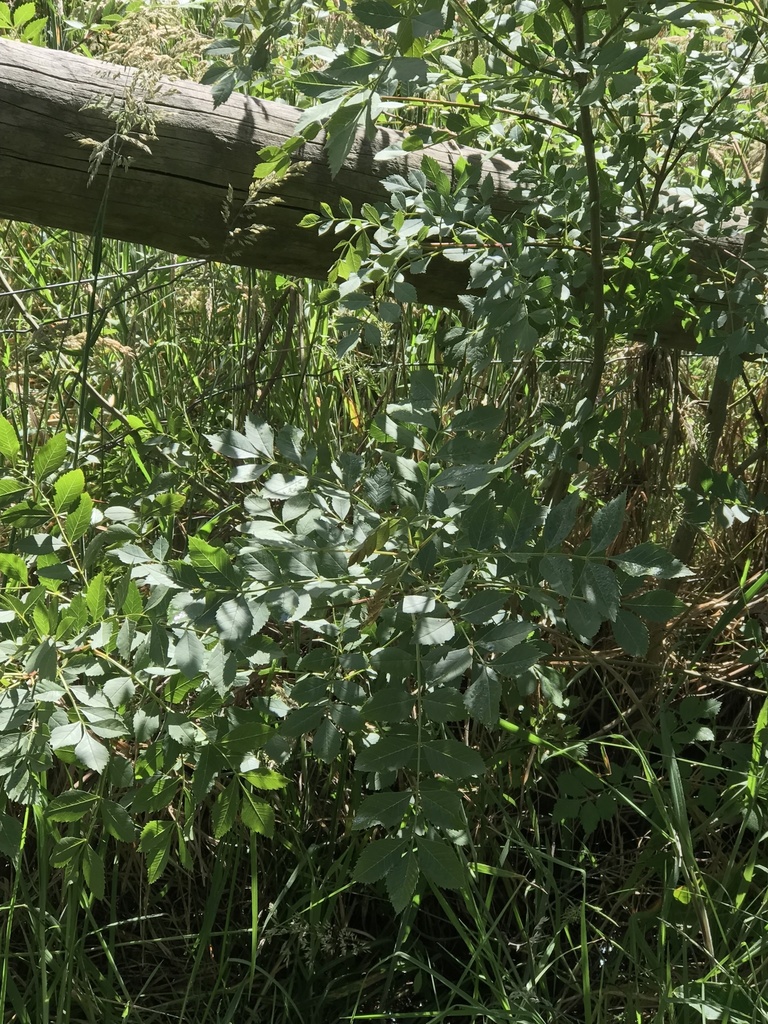 Narrow-leaved Ash from Baxter Park, Frankston South, VIC, AU on ...