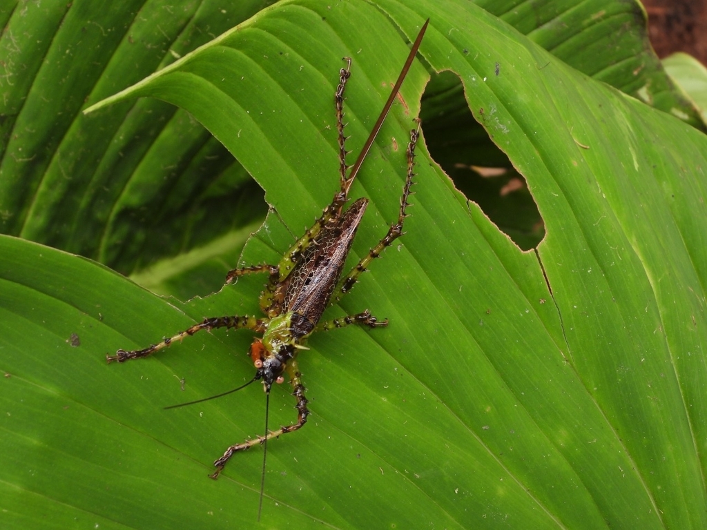 Panacanthus varius from Barbacoas, Nariño, Colombia on November 06 ...