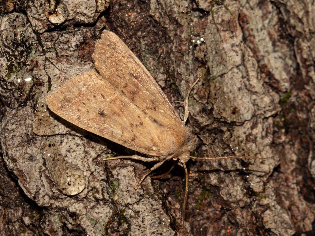 Bicolored Sallow from Patuxent Research Refuge, Anne Arundel, Maryland ...