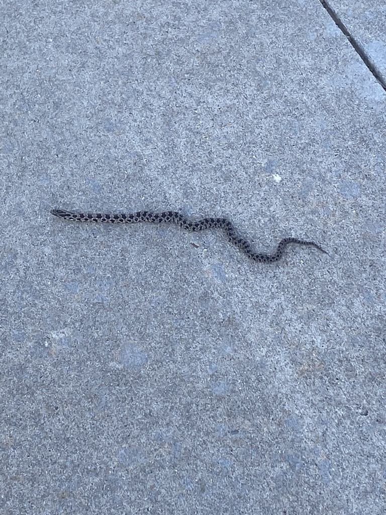 Prairie Kingsnake from FM 5805 W, Greenville, TX, US on November 8 ...