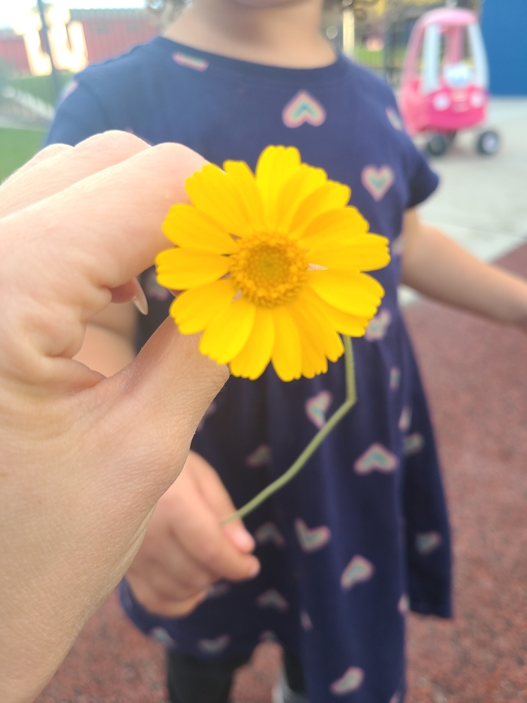 Desert Marigolds from Las Vegas, NV 89128, USA on November 08, 2021 at ...