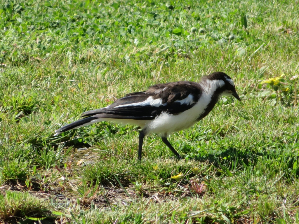 Magpie-lark in November 2021 by Louise Hrynyszyn · iNaturalist