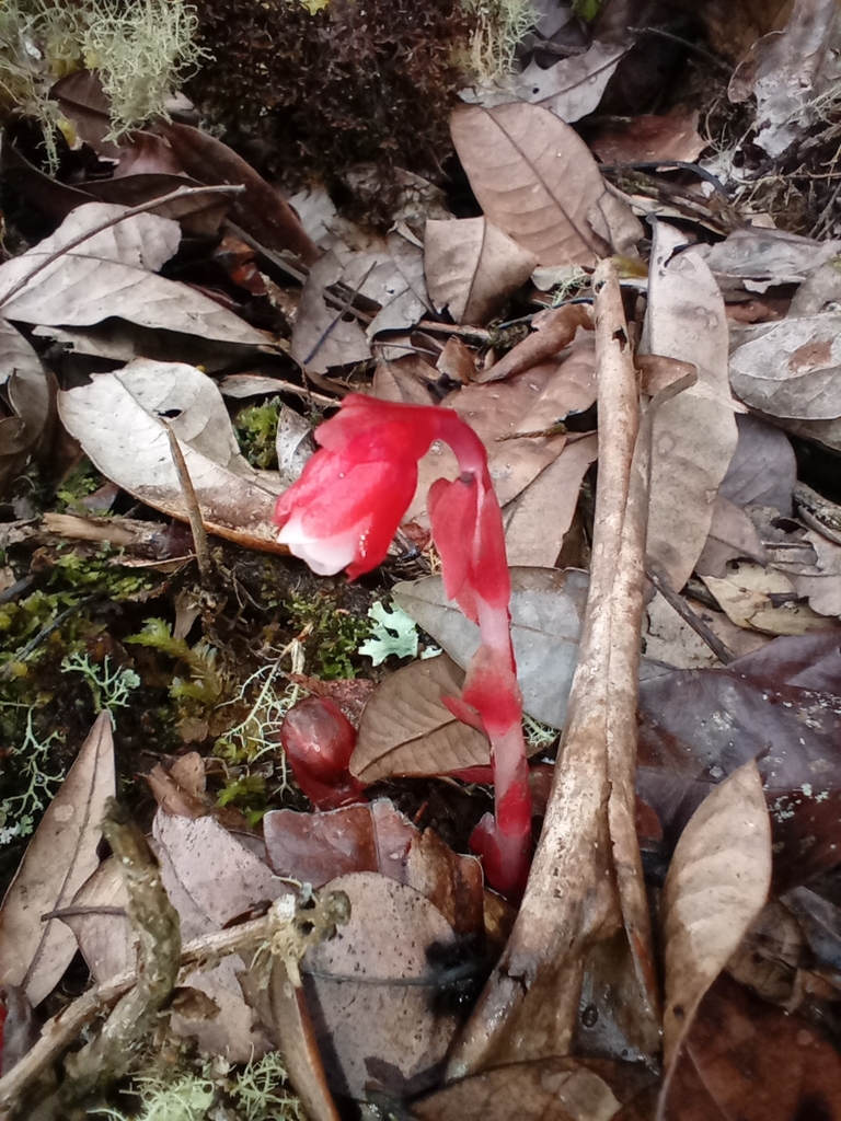 red Indian pipe from El Paraiso on November 08, 2021 at 02:16 PM by Eduer Alberto Tovar Claros ...