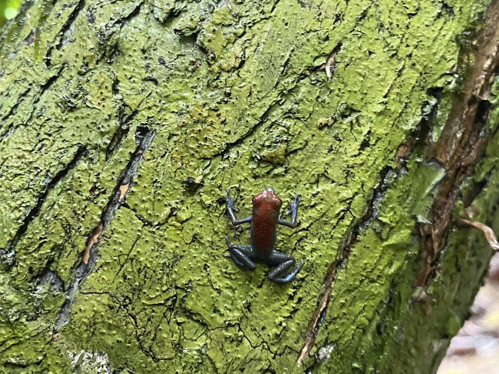 Strawberry Poison Dart Frog from Isla Escudo de Veraguas, Comarca Ngobe ...